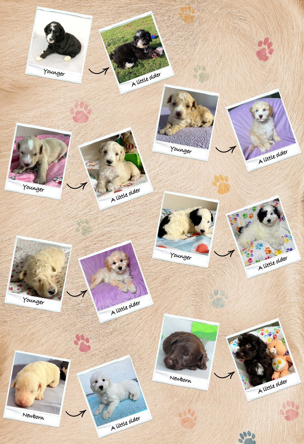 Mini Schnoodles Full Grown: How to Choose | Domino Schnoodles