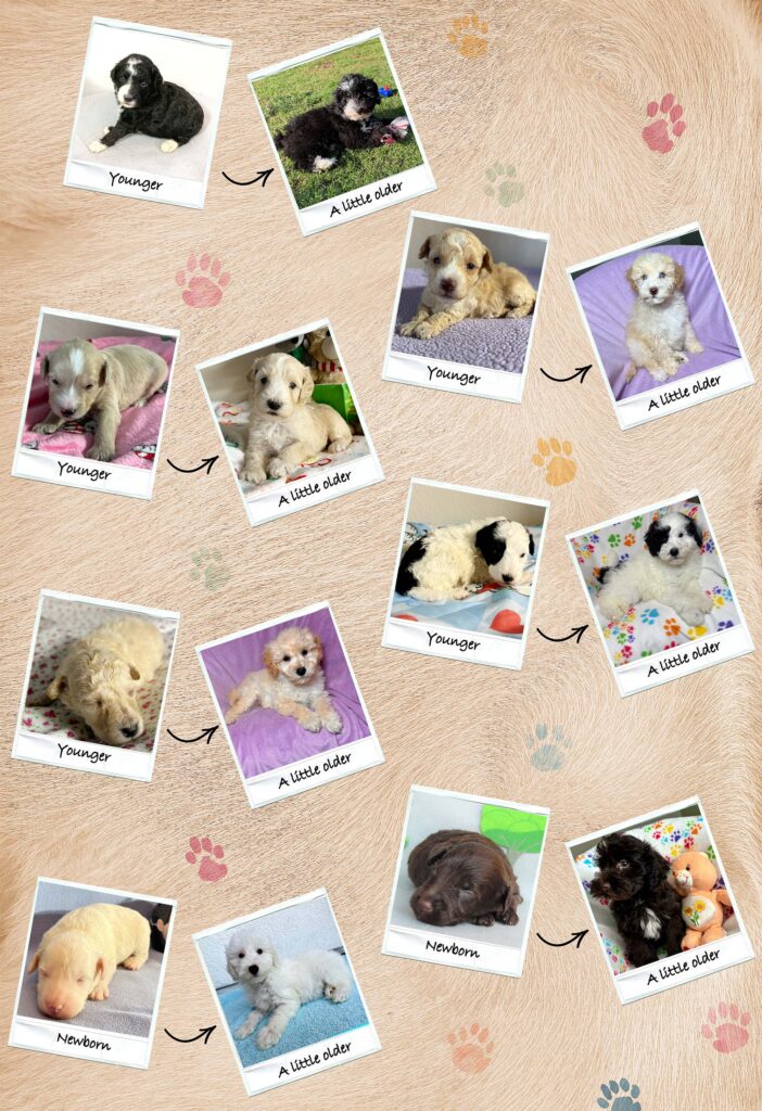 Mini Schnoodles Full Grown: How to Choose | Domino Schnoodles