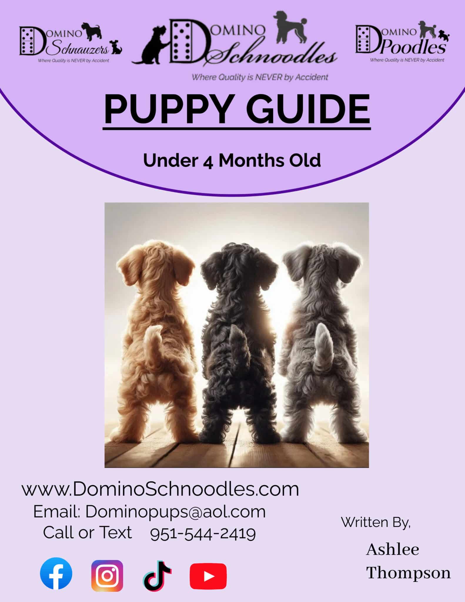 Exclusive Puppy Guide to assist you | Domino Schnoodles