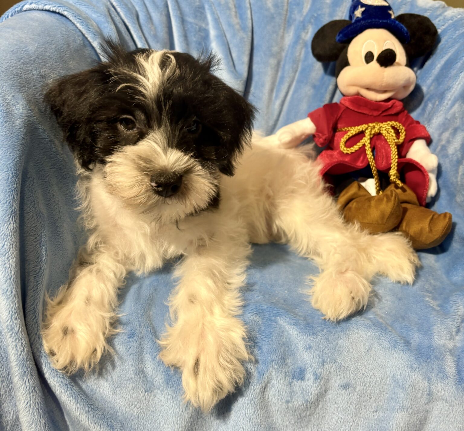 Schnoodle Puppies For Sale | Domino Schnoodles