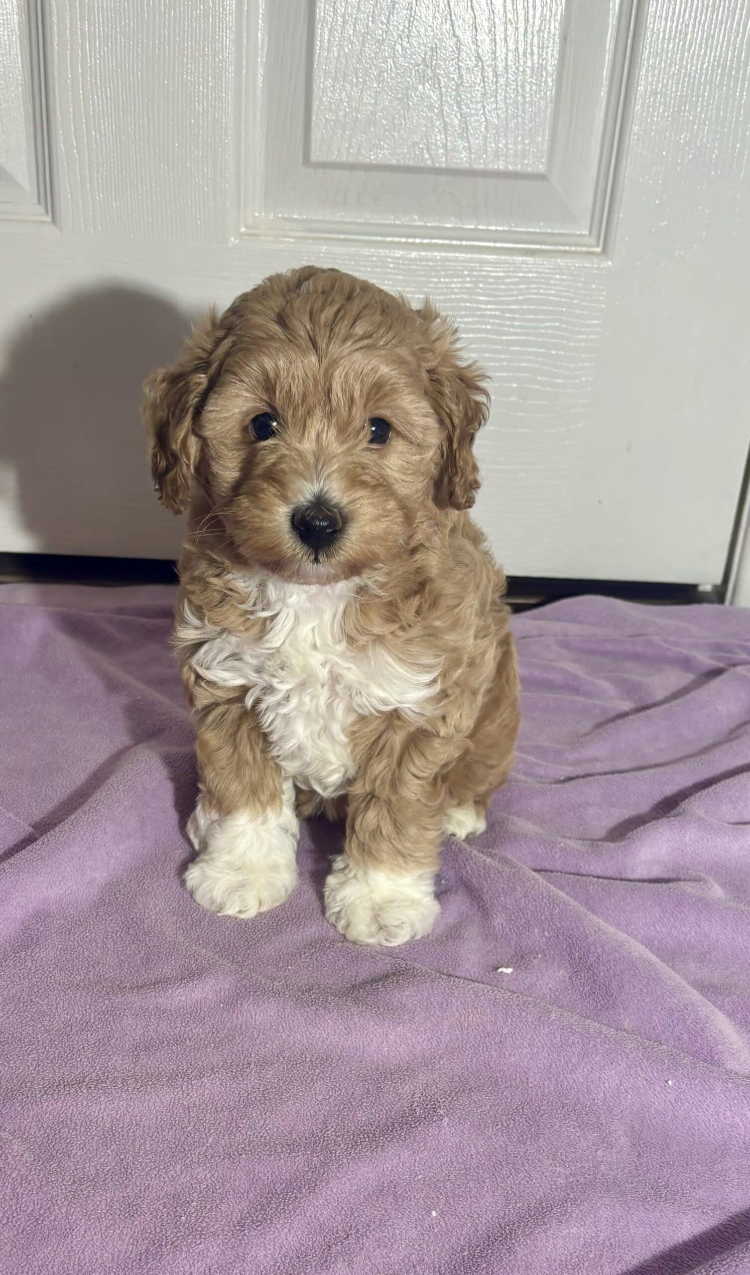 Mini Schnoodle Puppies for Sale | Domino Schnoodles