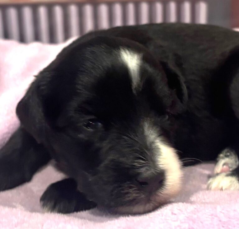 Schnoodle Puppies For Sale | Domino Schnoodles