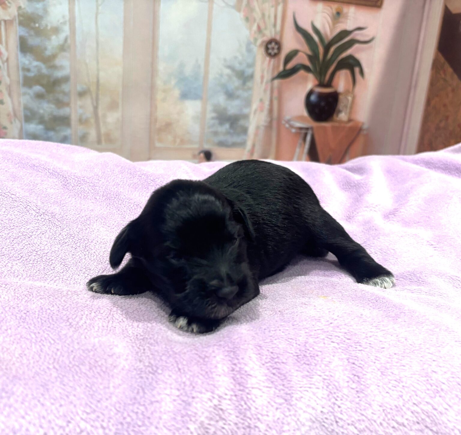 Schnoodle Puppies For Sale | Domino Schnoodles