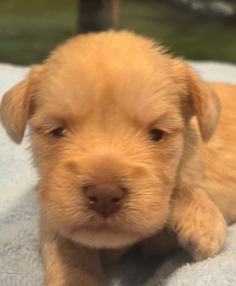 Schnoodle Puppies For Sale | Domino Schnoodles