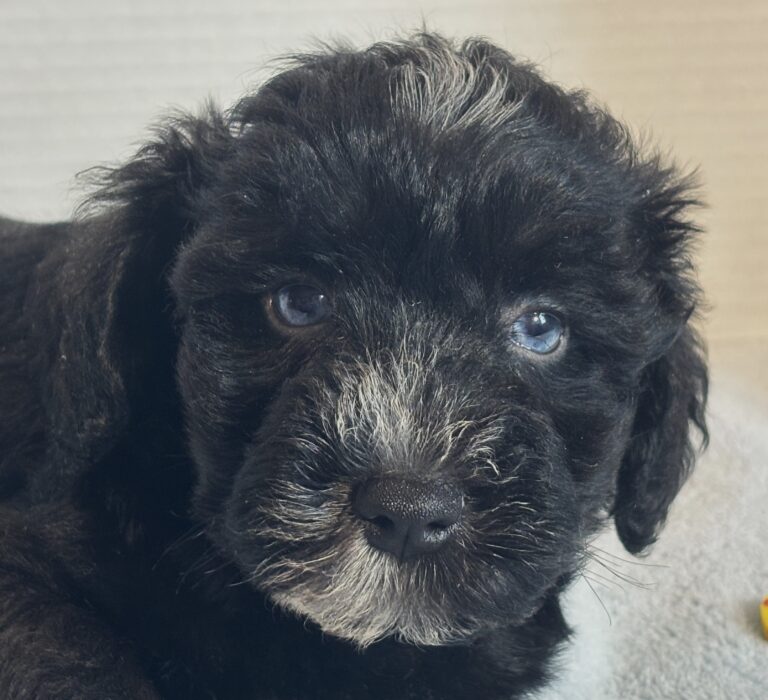 Schnoodle Puppies For Sale | Domino Schnoodles