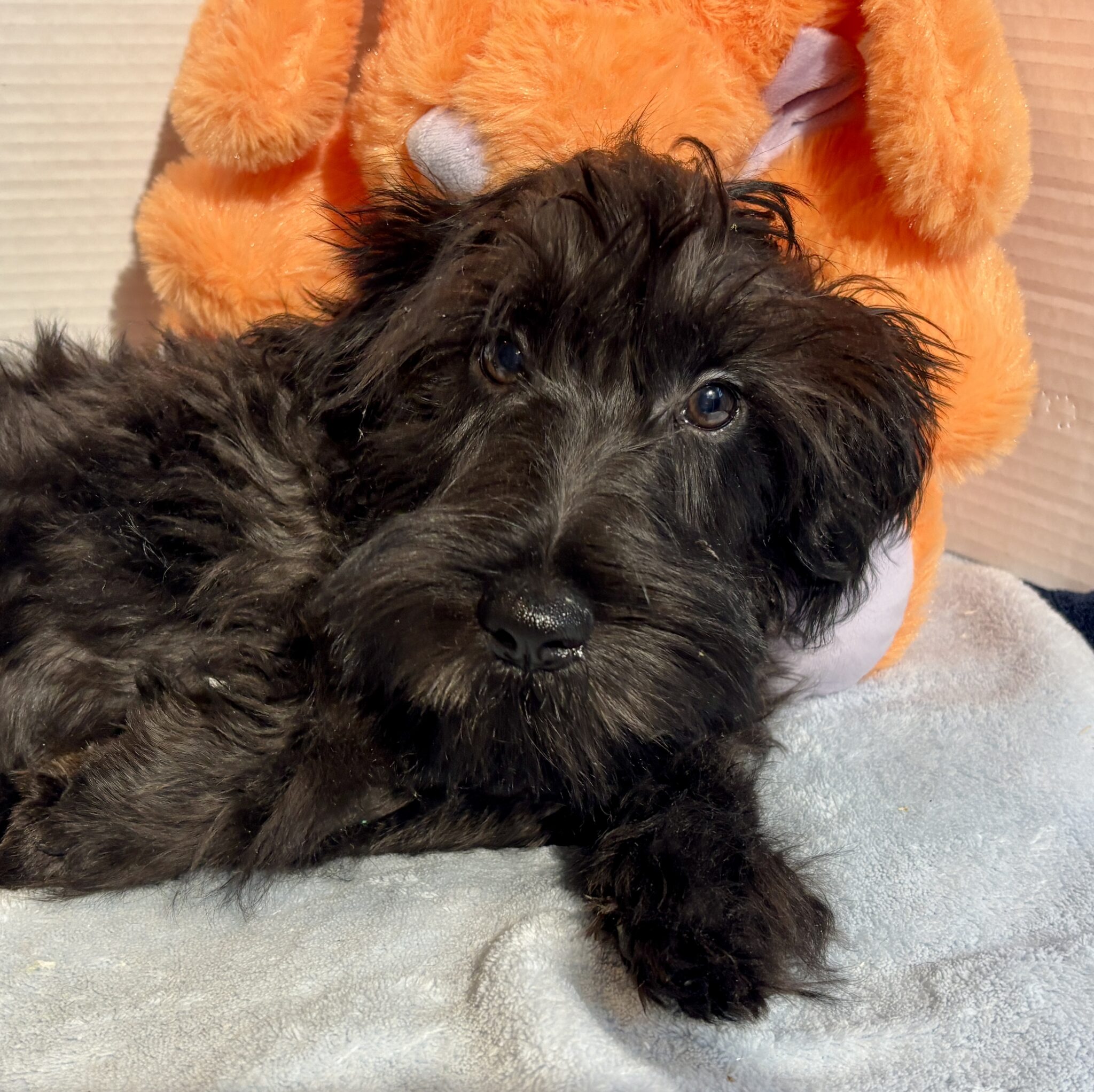 Schnoodle Puppies For Sale | Domino Schnoodles