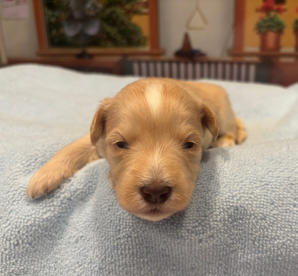 Schnoodle Puppies For Sale | Domino Schnoodles