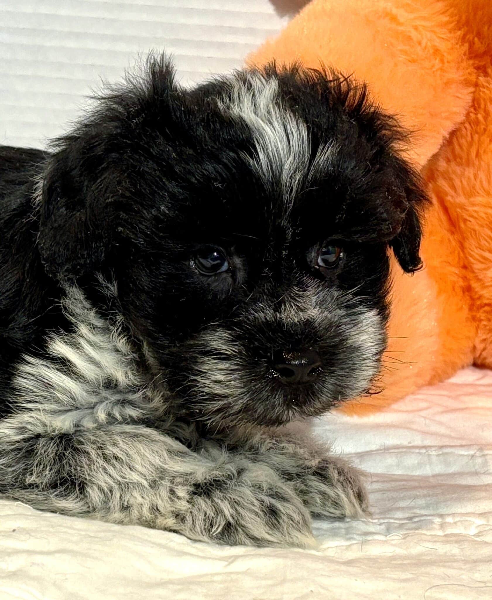 Schnoodle Puppies For Sale | Domino Schnoodles