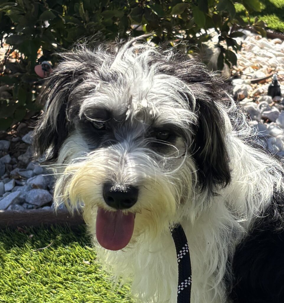 Schnoodle Puppies For Sale | Domino Schnoodles