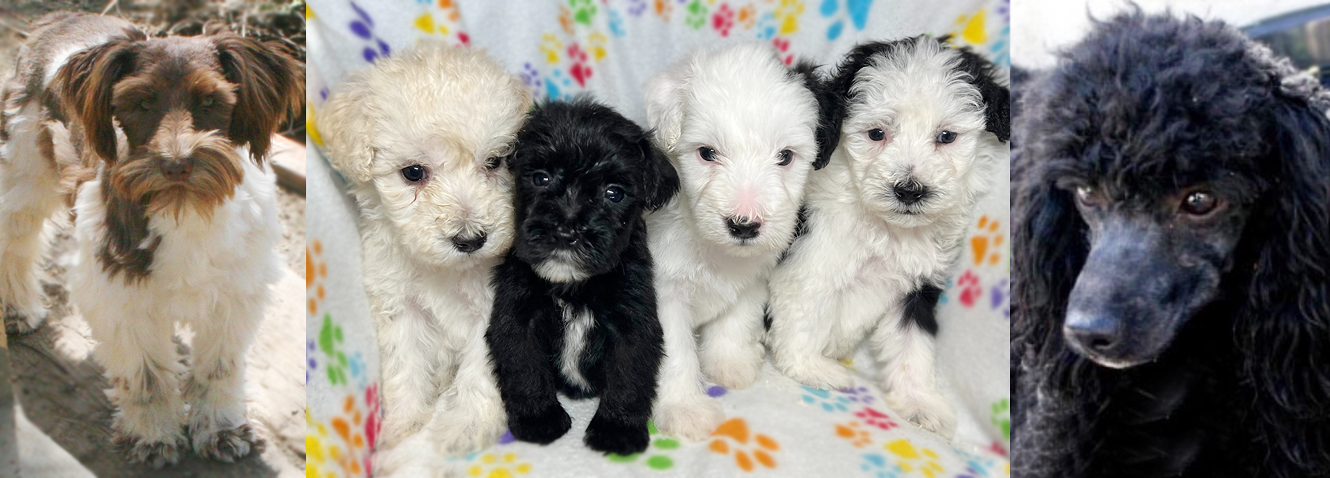 What is a Schnoodle?: The Perfect Poodle & Schnauzer Mix