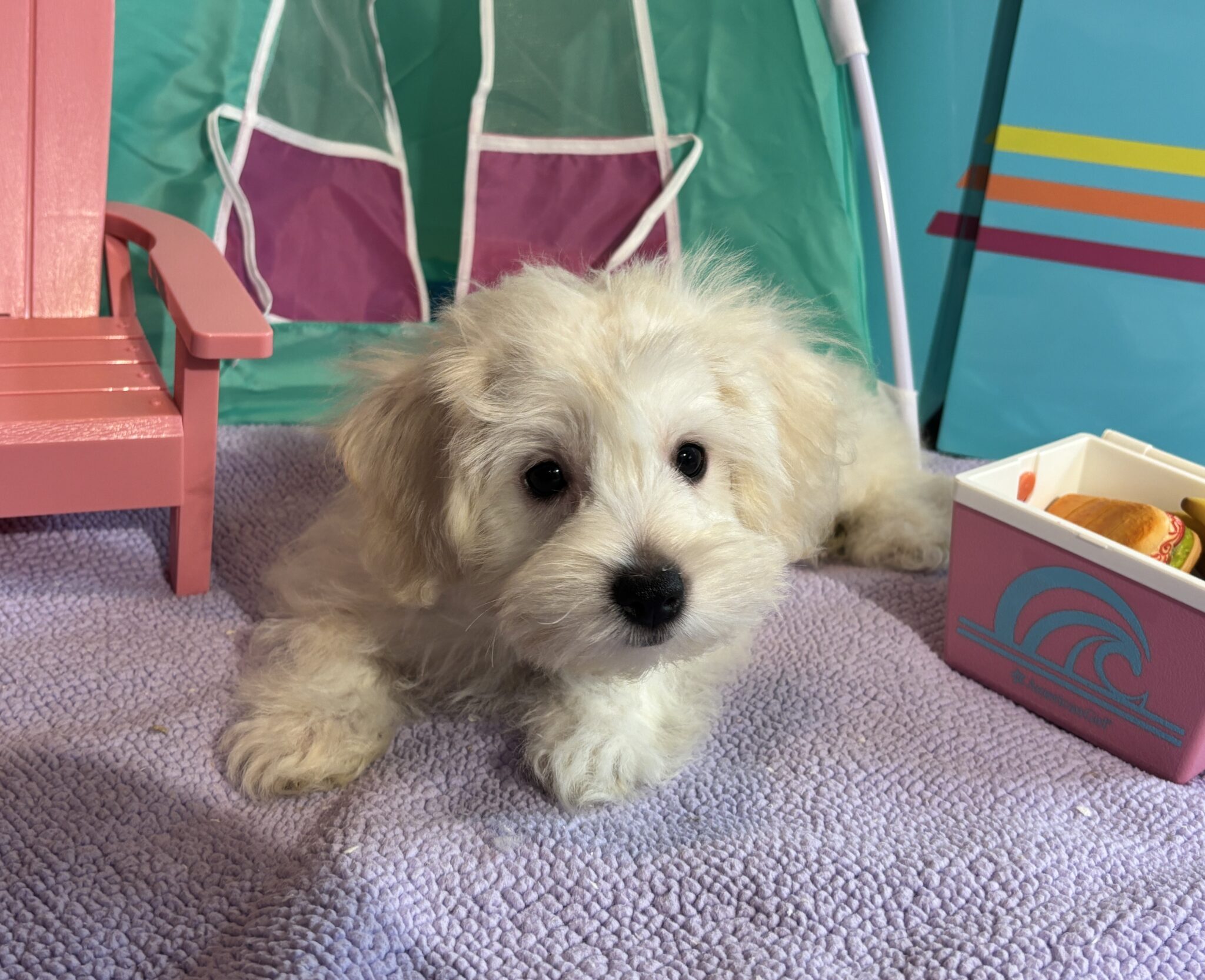 Schnoodle Puppies For Sale | Domino Schnoodles