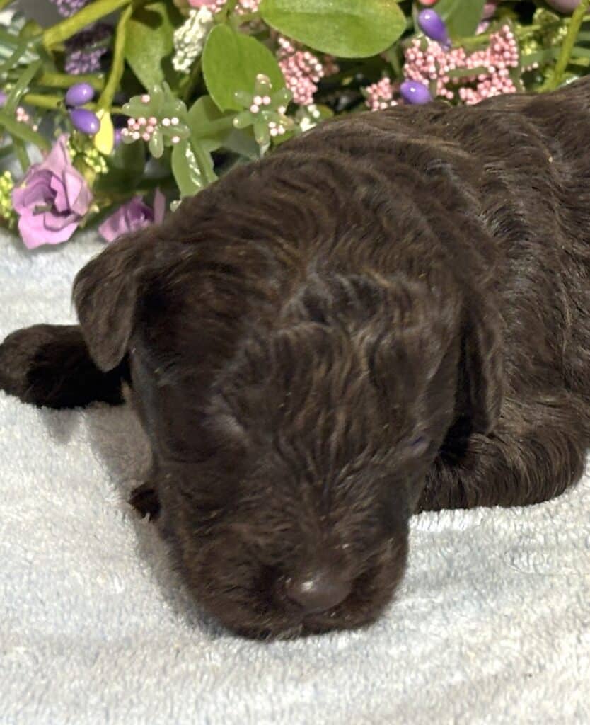 Schnoodle Puppies For Sale | Domino Schnoodles