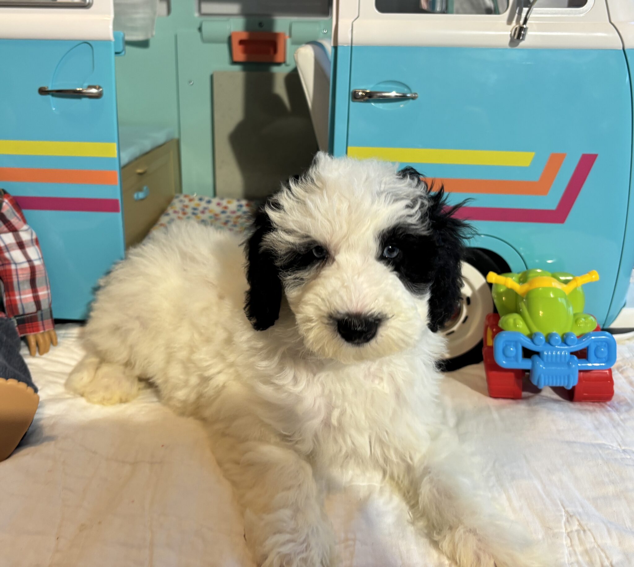 Schnoodle Puppies For Sale | Domino Schnoodles