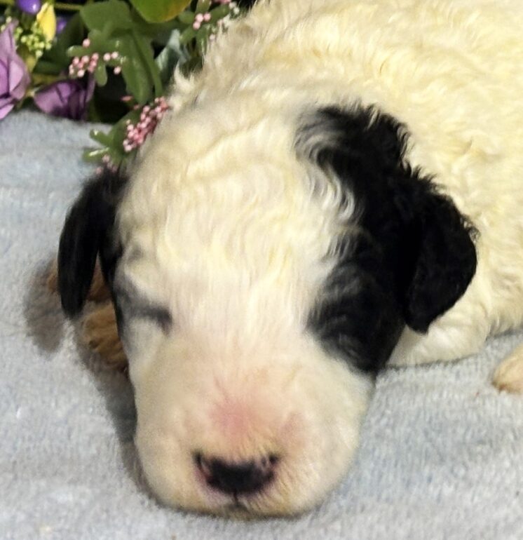 Schnoodle Puppies For Sale | Domino Schnoodles