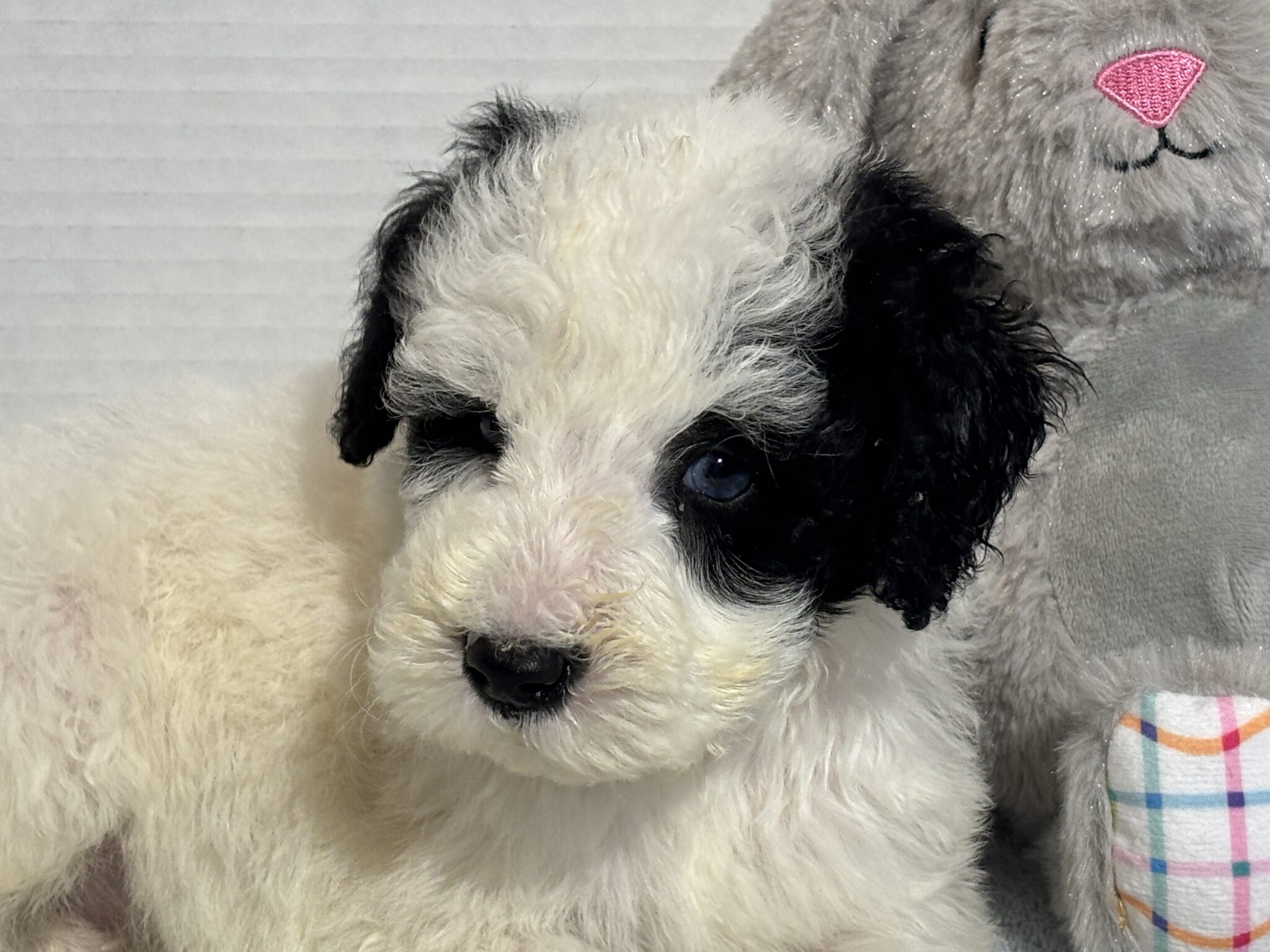 Schnoodle Puppies For Sale | Domino Schnoodles