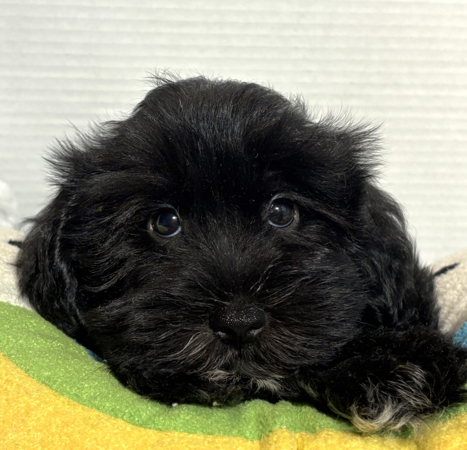 Schnoodle Puppies For Sale | Domino Schnoodles