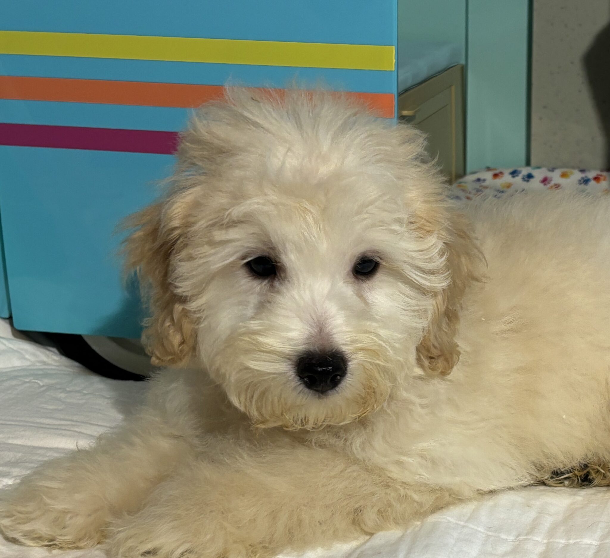 Schnoodle Puppies For Sale | Domino Schnoodles