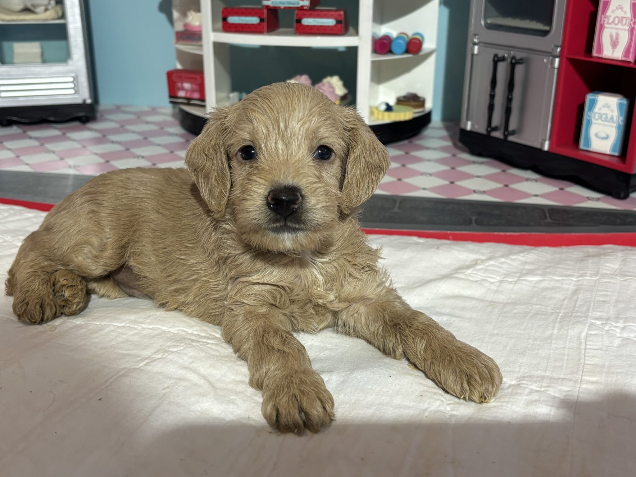 Schnoodle Puppies For Sale | Domino Schnoodles