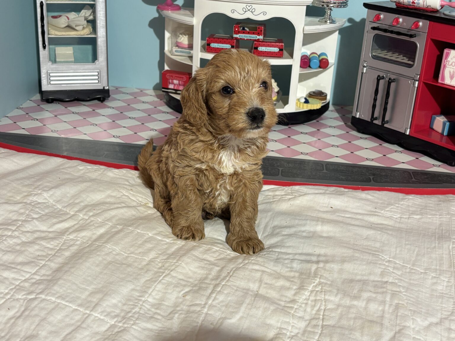 Schnoodle Puppies For Sale | Domino Schnoodles